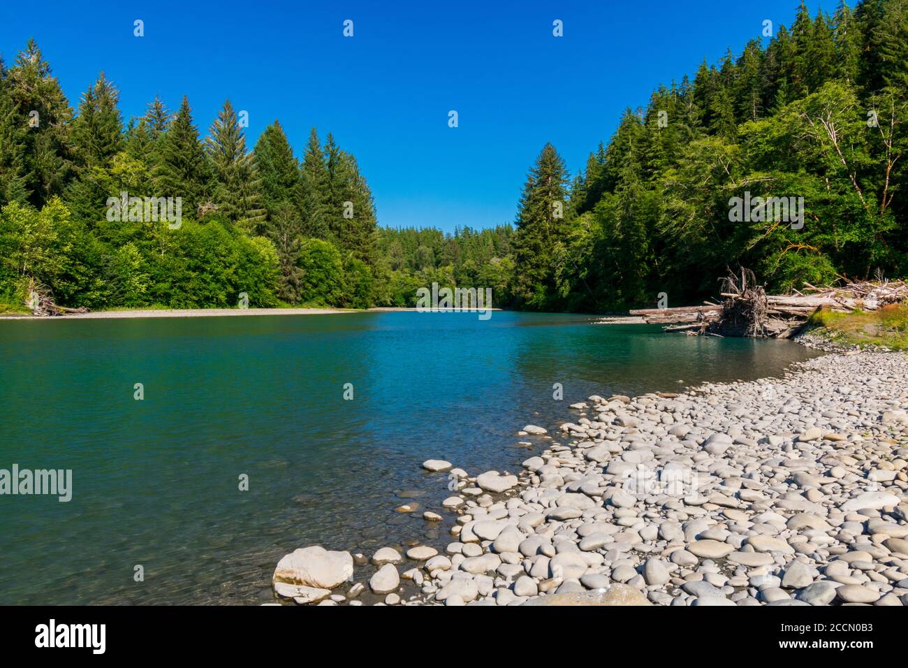 Queets river rain forest hi-res stock photography and images - Alamy