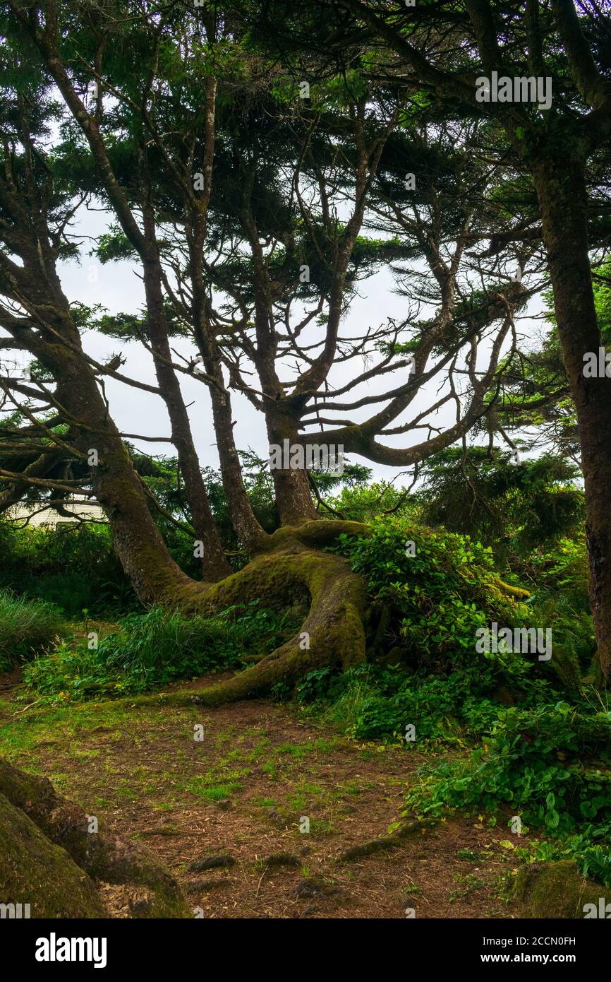 Kalaloch olympic national park hi-res stock photography and images - Alamy
