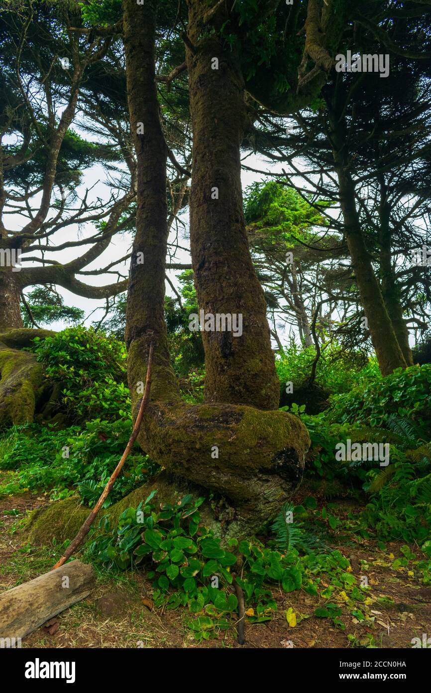 Kalaloch olympic national park hi-res stock photography and images - Alamy