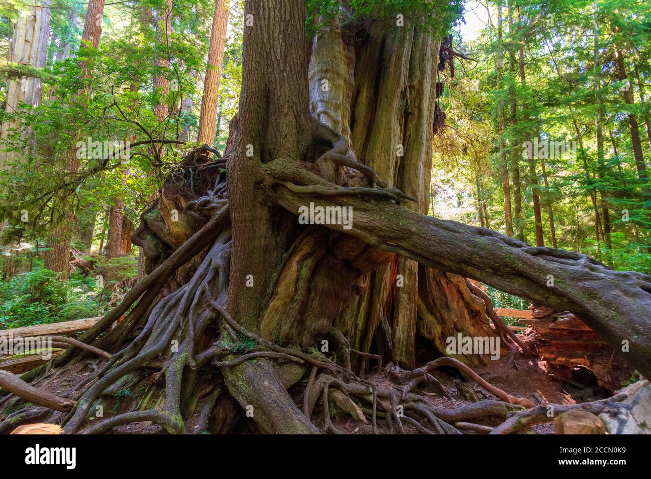 Big cedar tree hi-res stock photography and images - Alamy