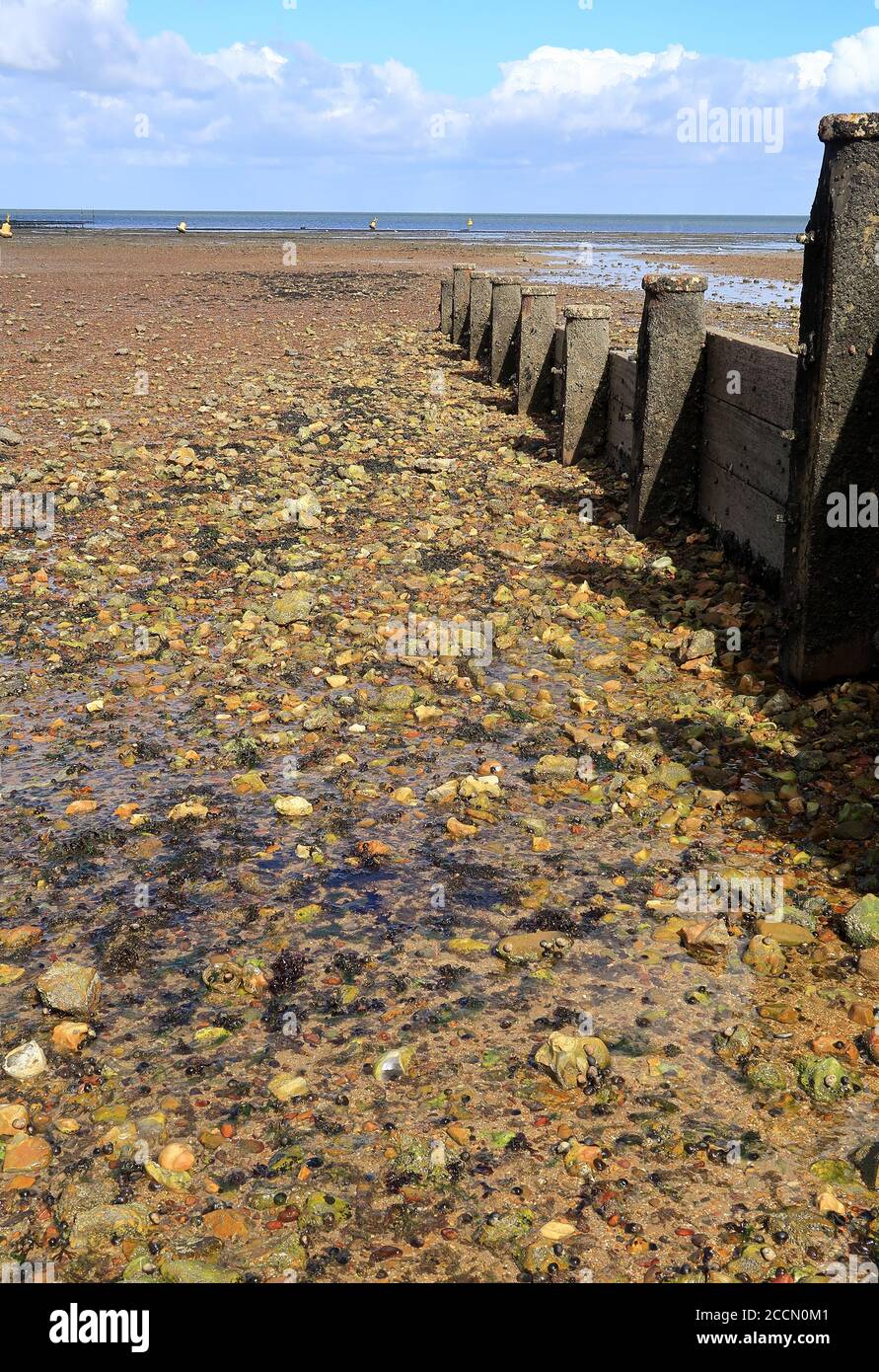 Whitstable rock oyster hi-res stock photography and images - Alamy