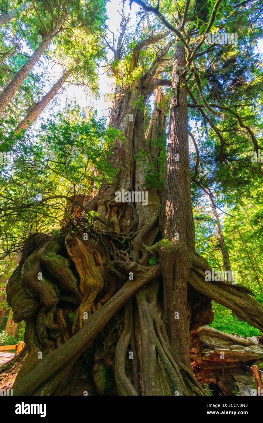 Kalaloch big cedar tree hi-res stock photography and images - Alamy