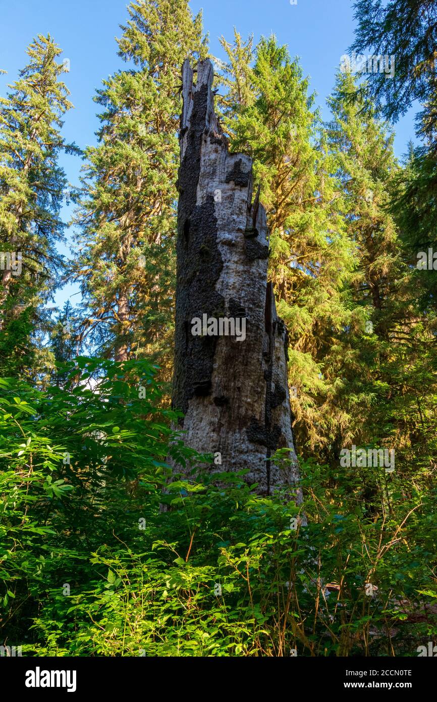 Big cedar tree hi-res stock photography and images - Alamy