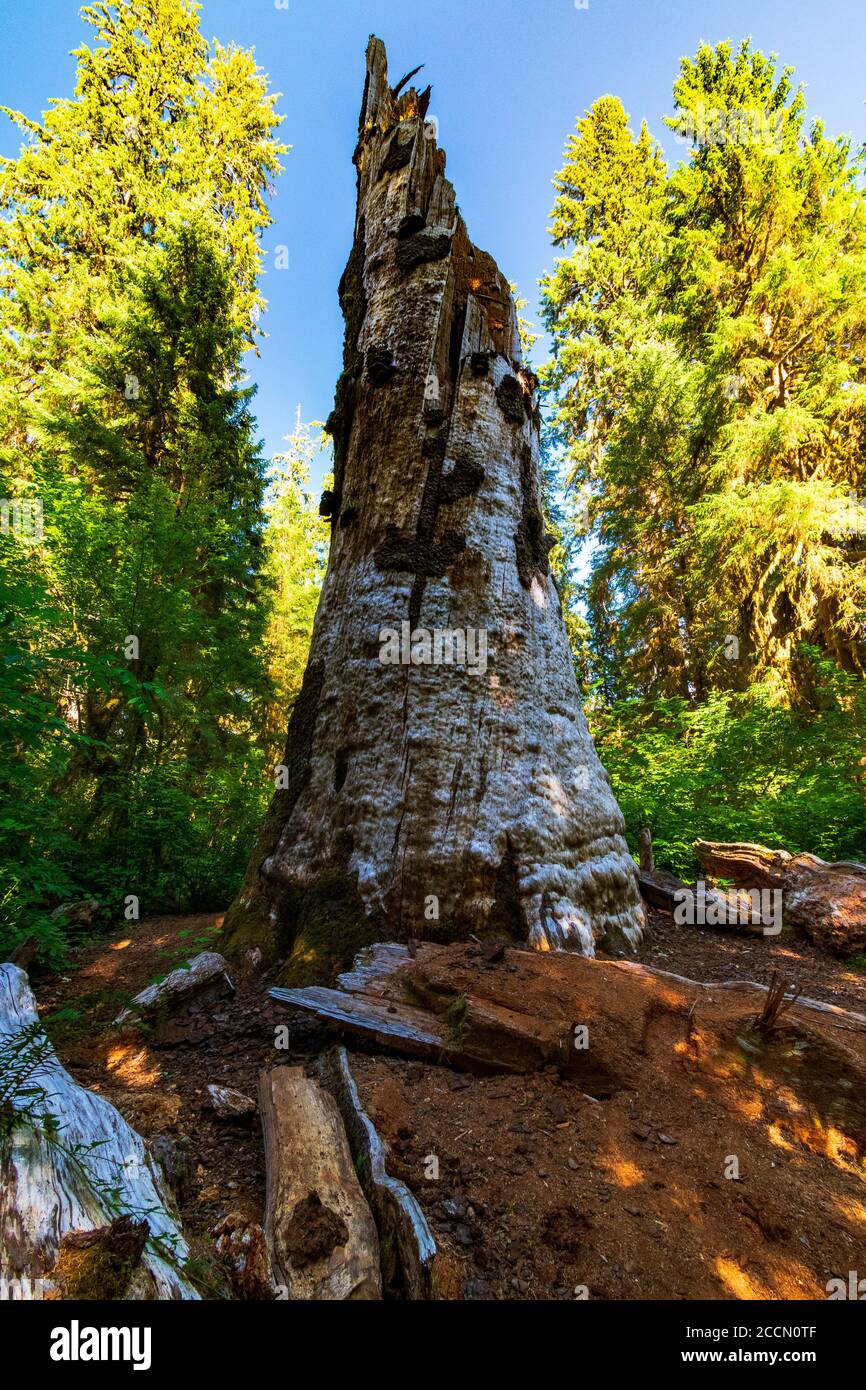 Pacific Northwest Big Trees High Resolution Stock Photography and ...