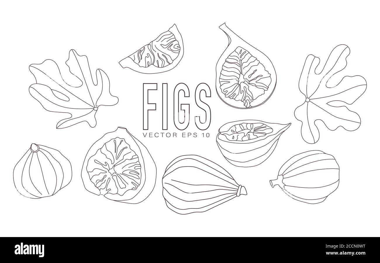 Vector illustration of figs, whole and in a cut, leaves. Simple style ...