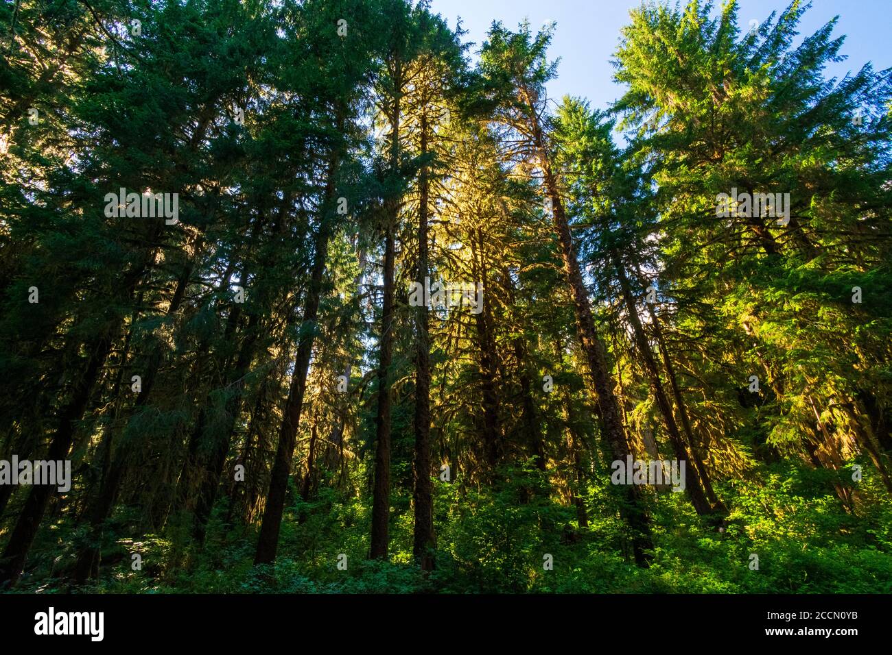 Tall trees with moss, dense brush in the Hoh Rain Forest in Olympic ...