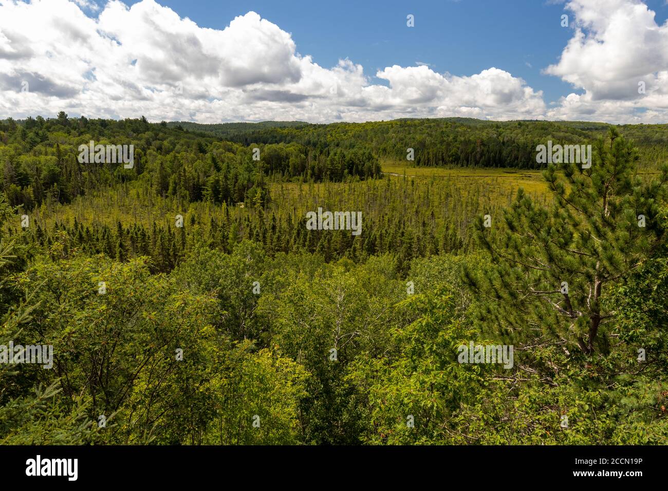 Wide vieuw of forest landscape at the in Algonquin Provincial Park ...