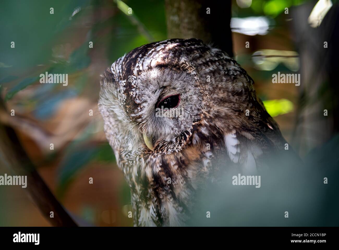 View of the owl in the forest - Aosta Valley - Italy Stock Photo - Alamy