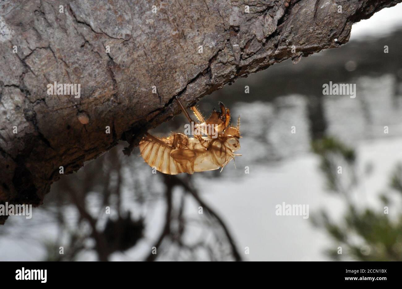 Common cicada of Provence Stock Photo - Alamy