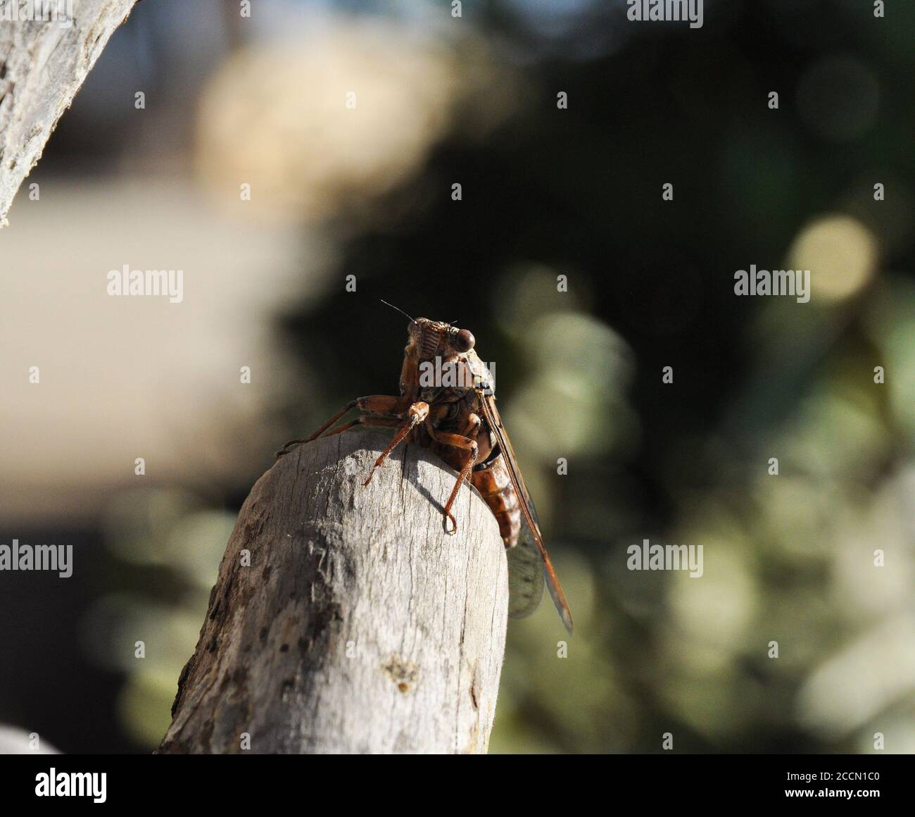 Common cicada of Provence Stock Photo - Alamy