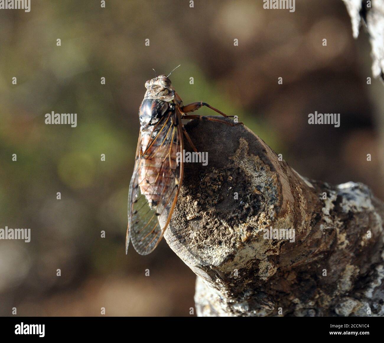 Common cicada of Provence Stock Photo - Alamy