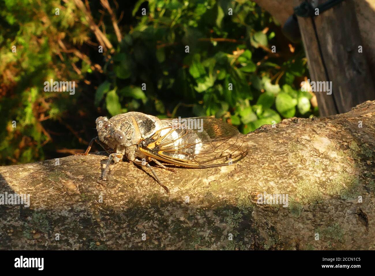 Common cicada of Provence Stock Photo - Alamy