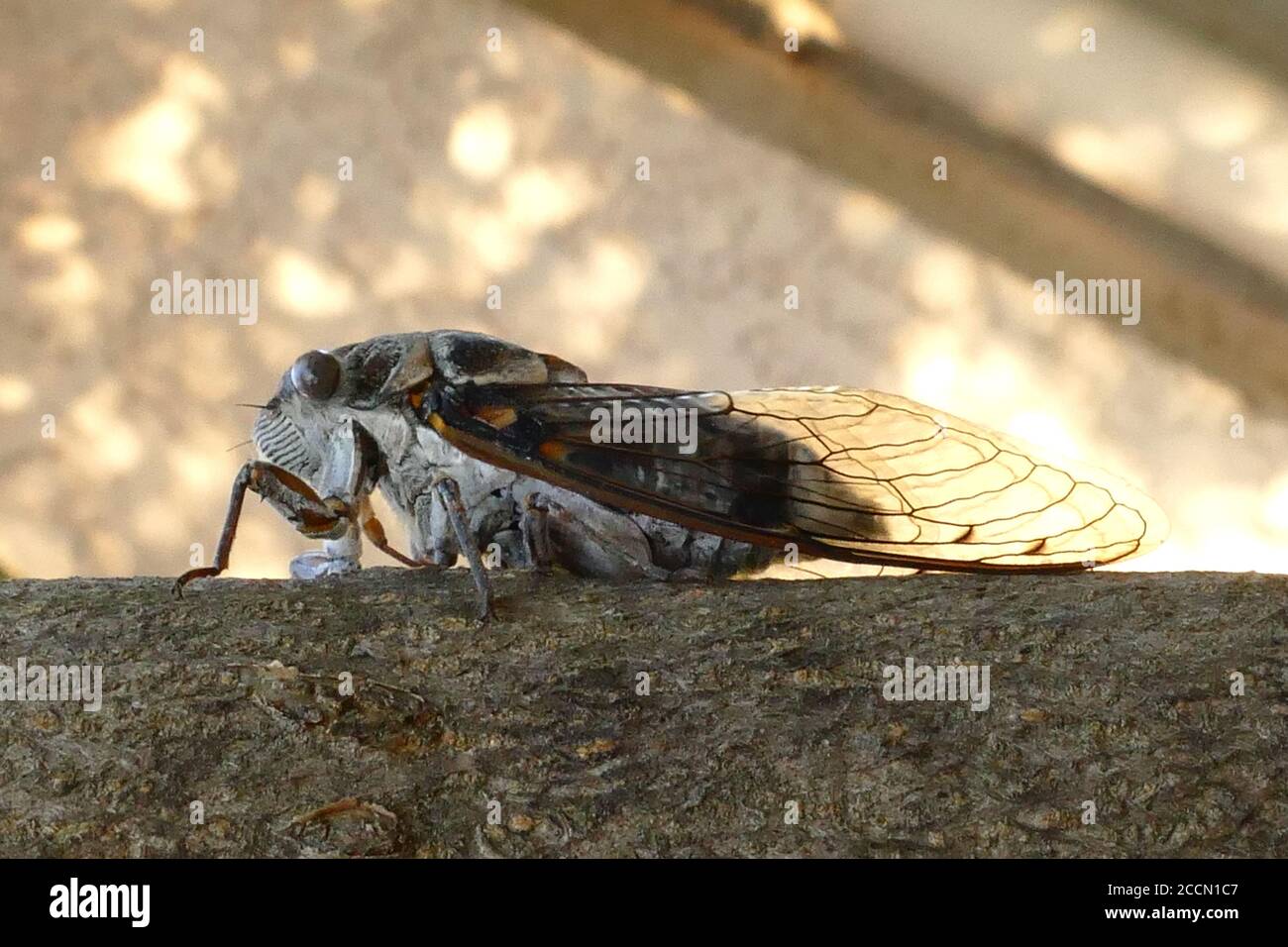 Common cicada of Provence Stock Photo - Alamy