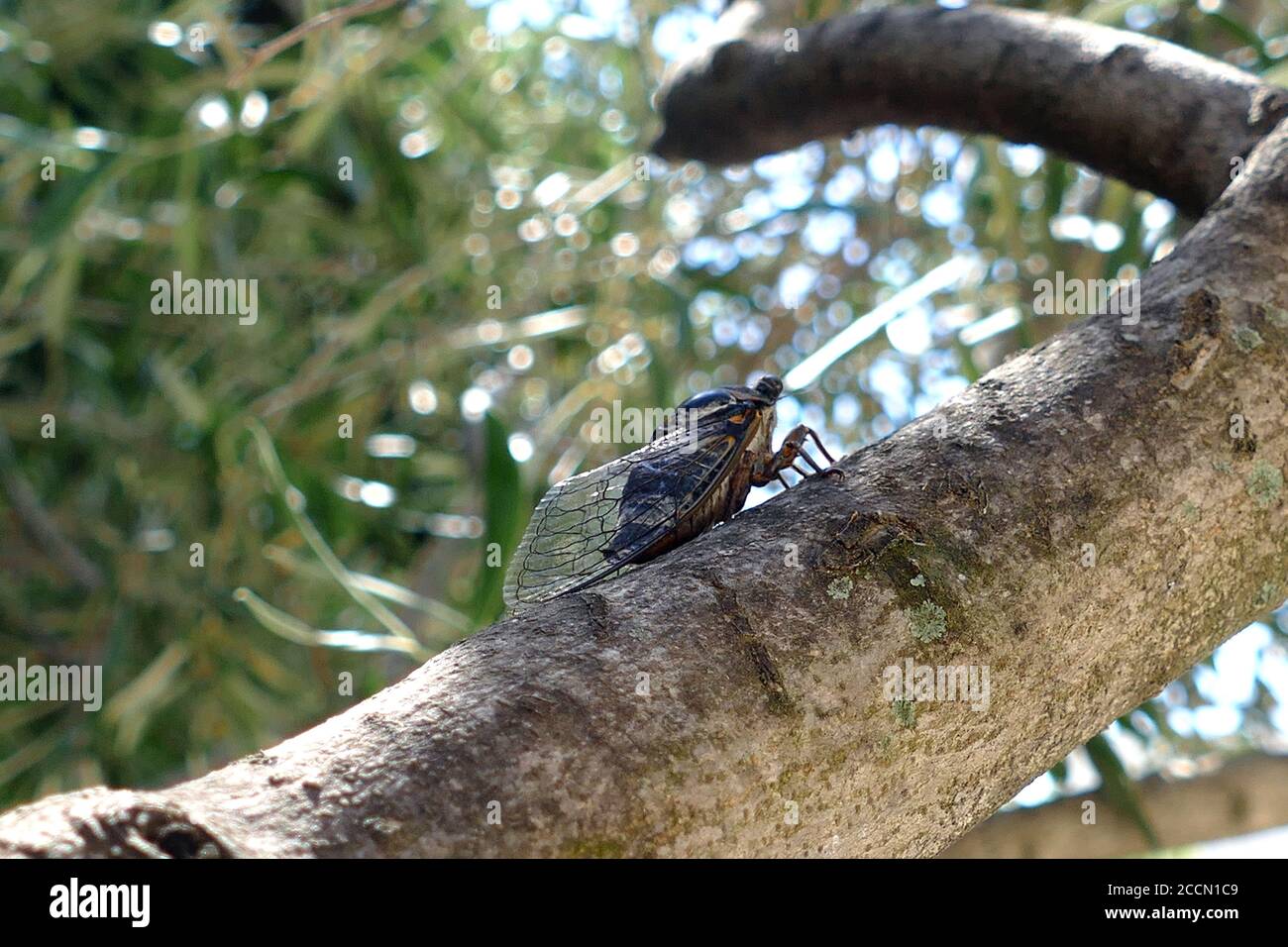 Common cicada of Provence Stock Photo - Alamy