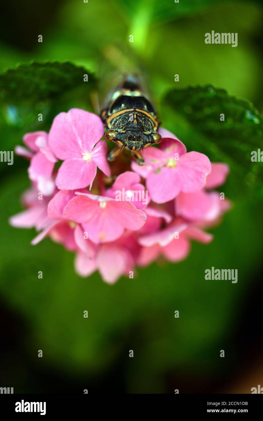 Cicada provence hi-res stock photography and images - Alamy