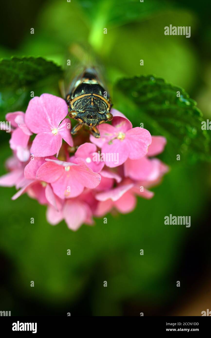 Cicada provence hi-res stock photography and images - Alamy