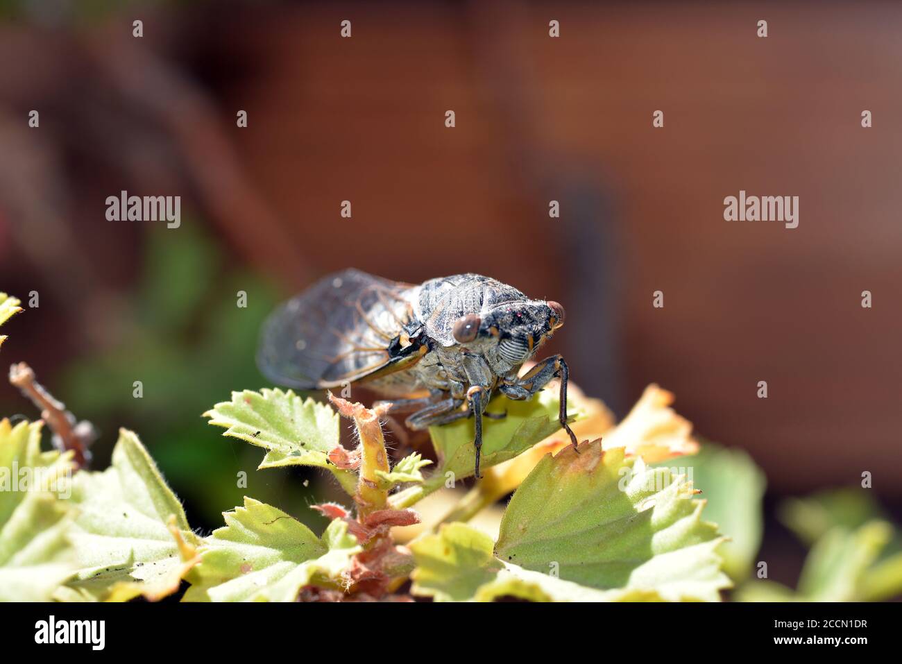 Common cicada of Provence Stock Photo - Alamy