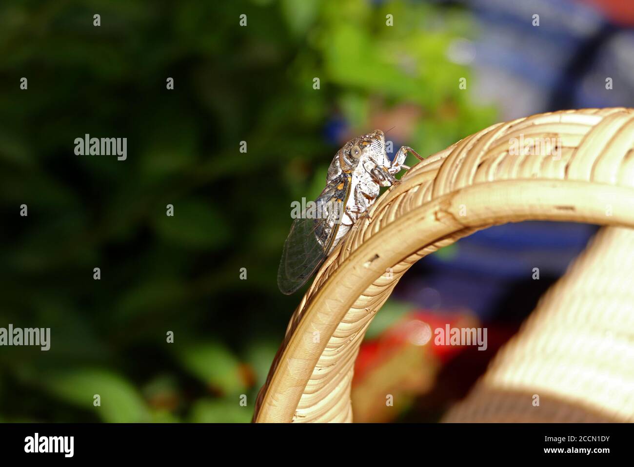 Common cicada of Provence Stock Photo - Alamy