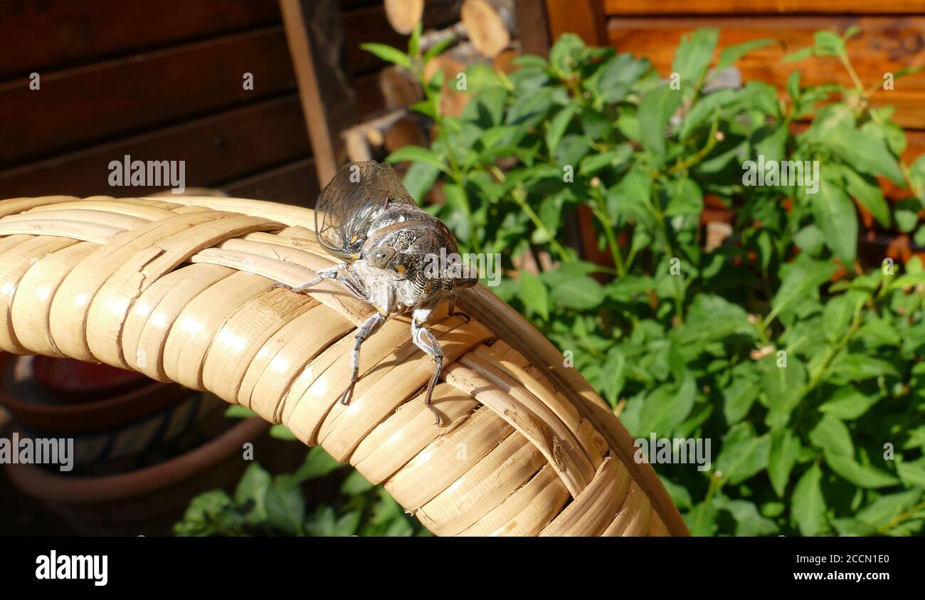 Common cicada of Provence Stock Photo - Alamy