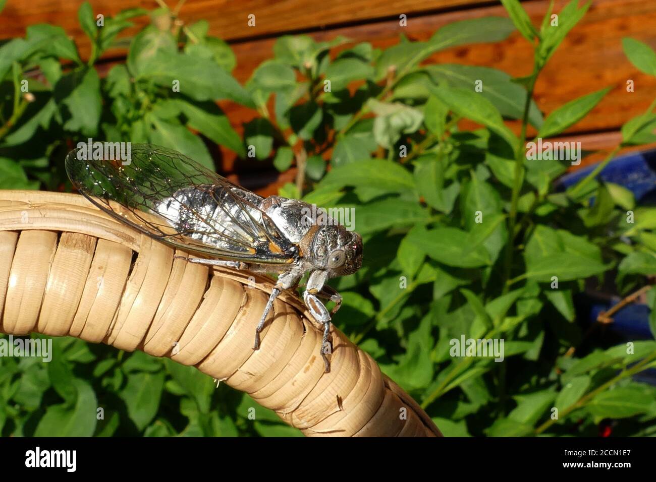 Common cicada of Provence Stock Photo - Alamy