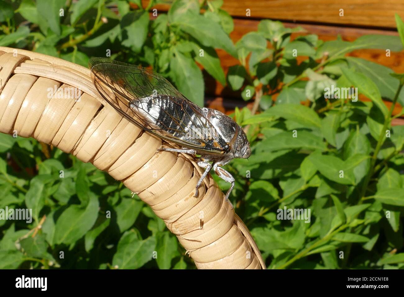 Common cicada of Provence Stock Photo - Alamy