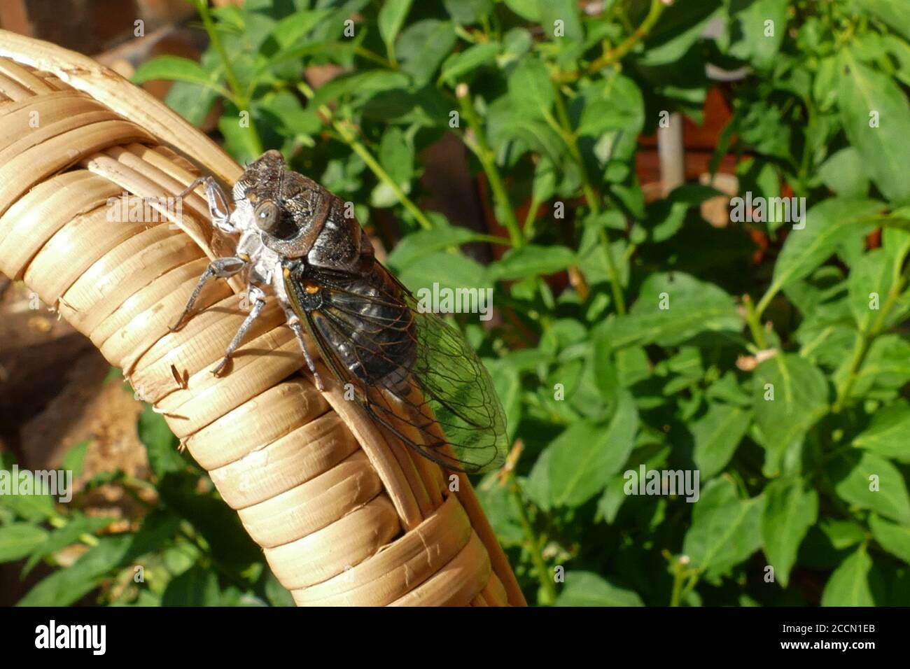 Common cicada of Provence Stock Photo - Alamy