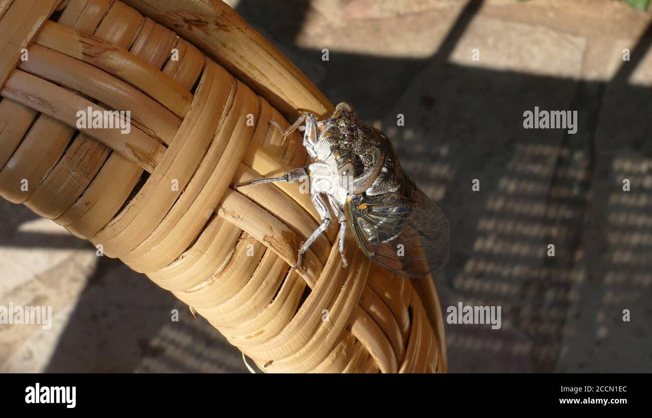Common cicada of Provence Stock Photo - Alamy