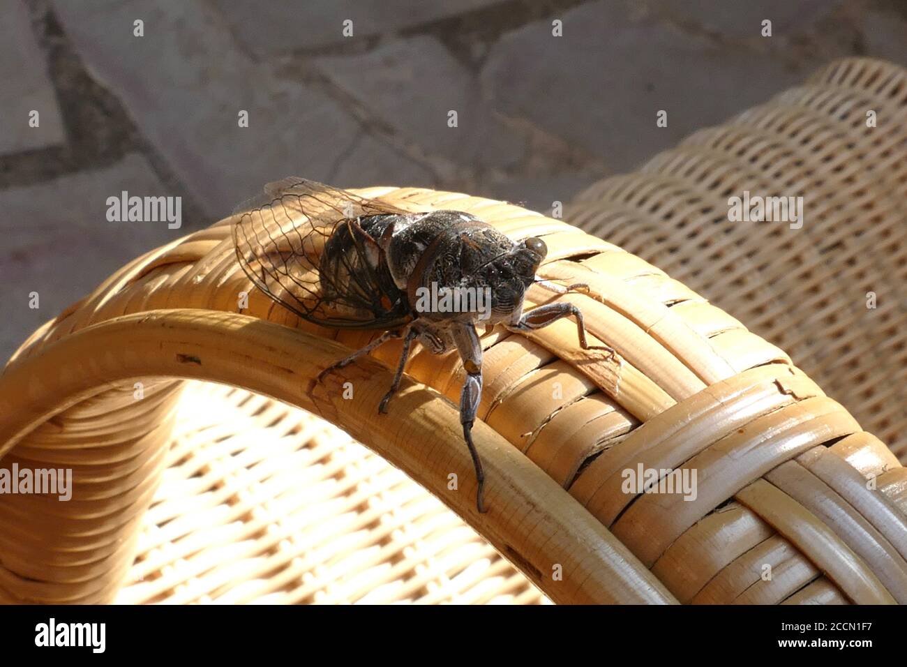 Cicada France High Resolution Stock Photography and Images - Alamy
