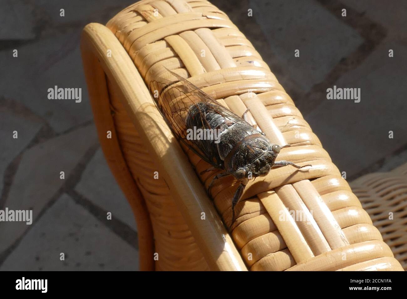 Common cicada of Provence Stock Photo - Alamy