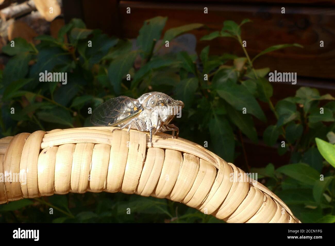 Common cicada of Provence Stock Photo - Alamy