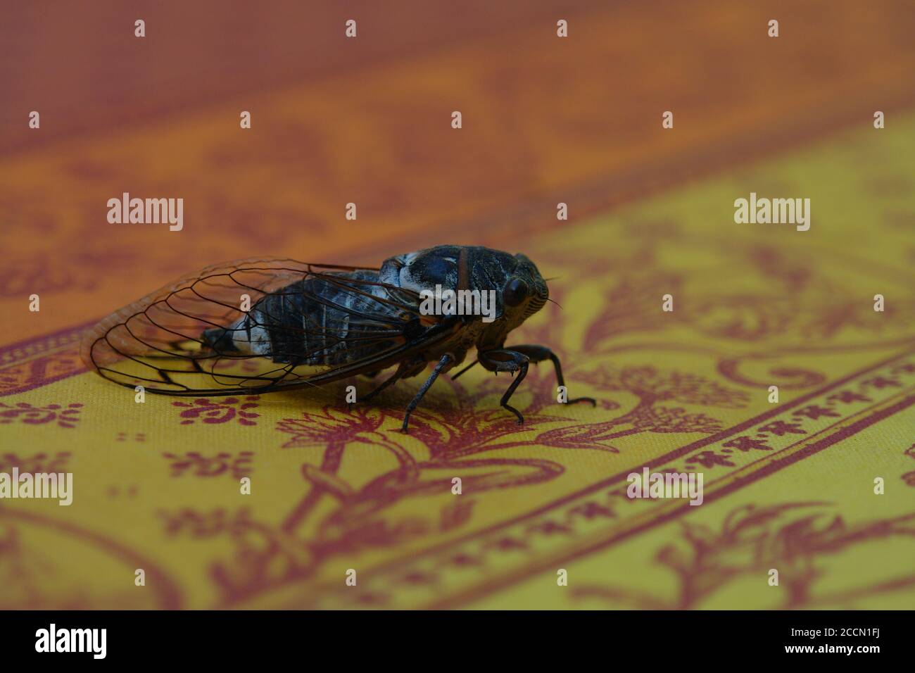 Common cicada of Provence Stock Photo - Alamy