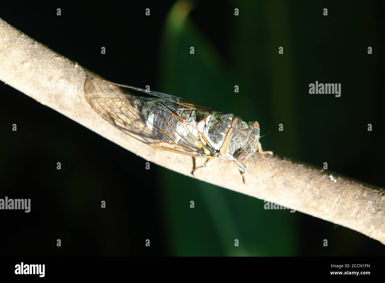 Common cicada of Provence Stock Photo - Alamy