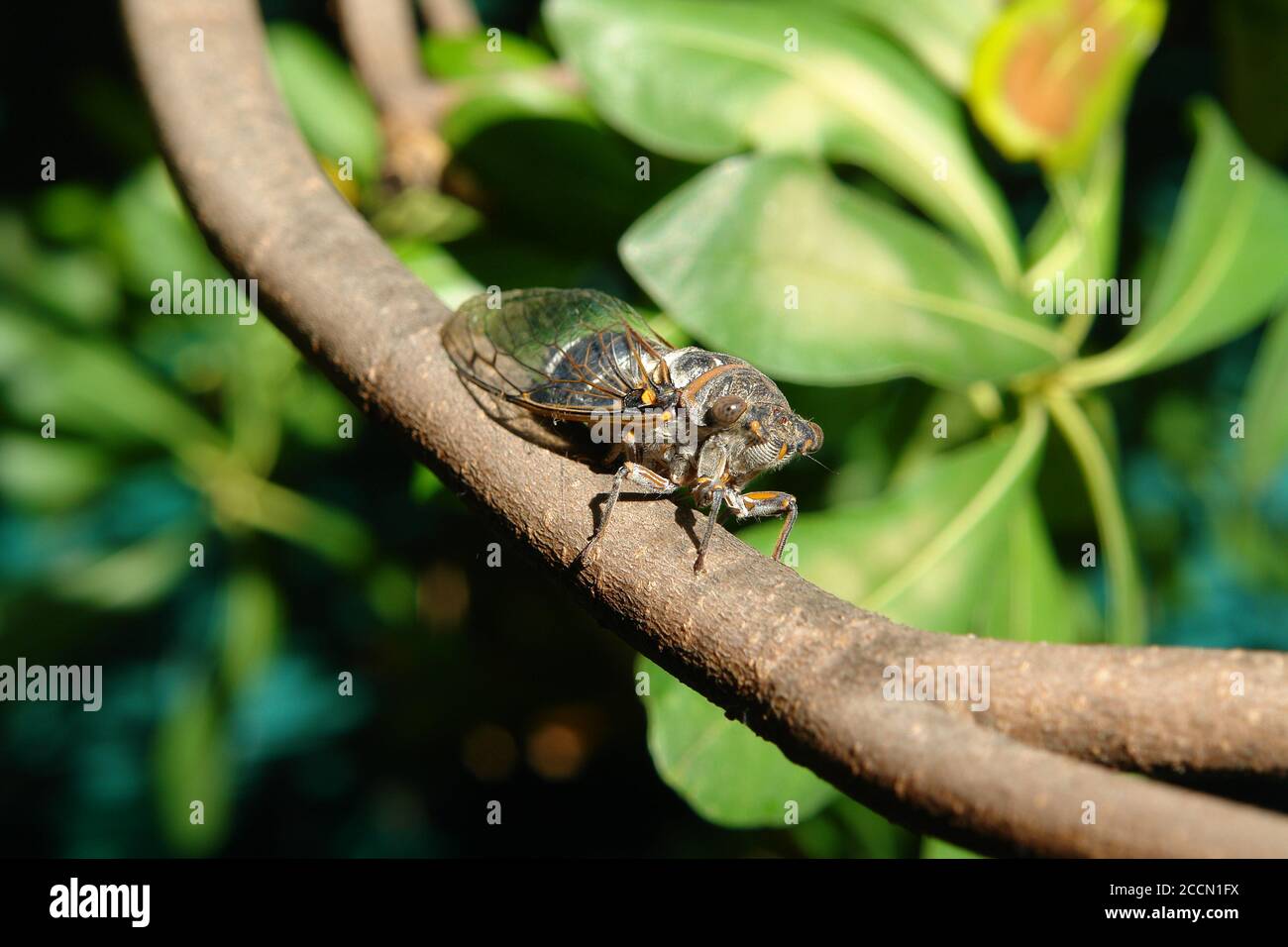 Common cicada of Provence Stock Photo - Alamy