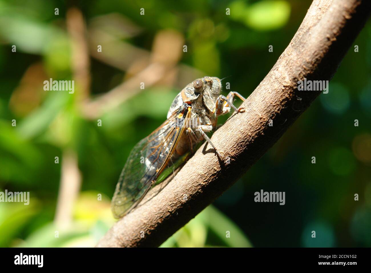 Common cicada of Provence Stock Photo - Alamy