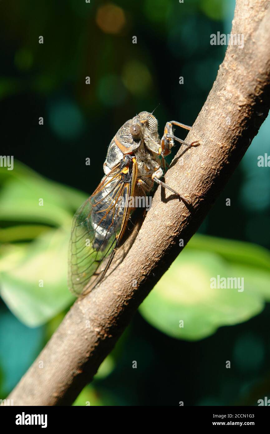 Common cicada of Provence Stock Photo - Alamy