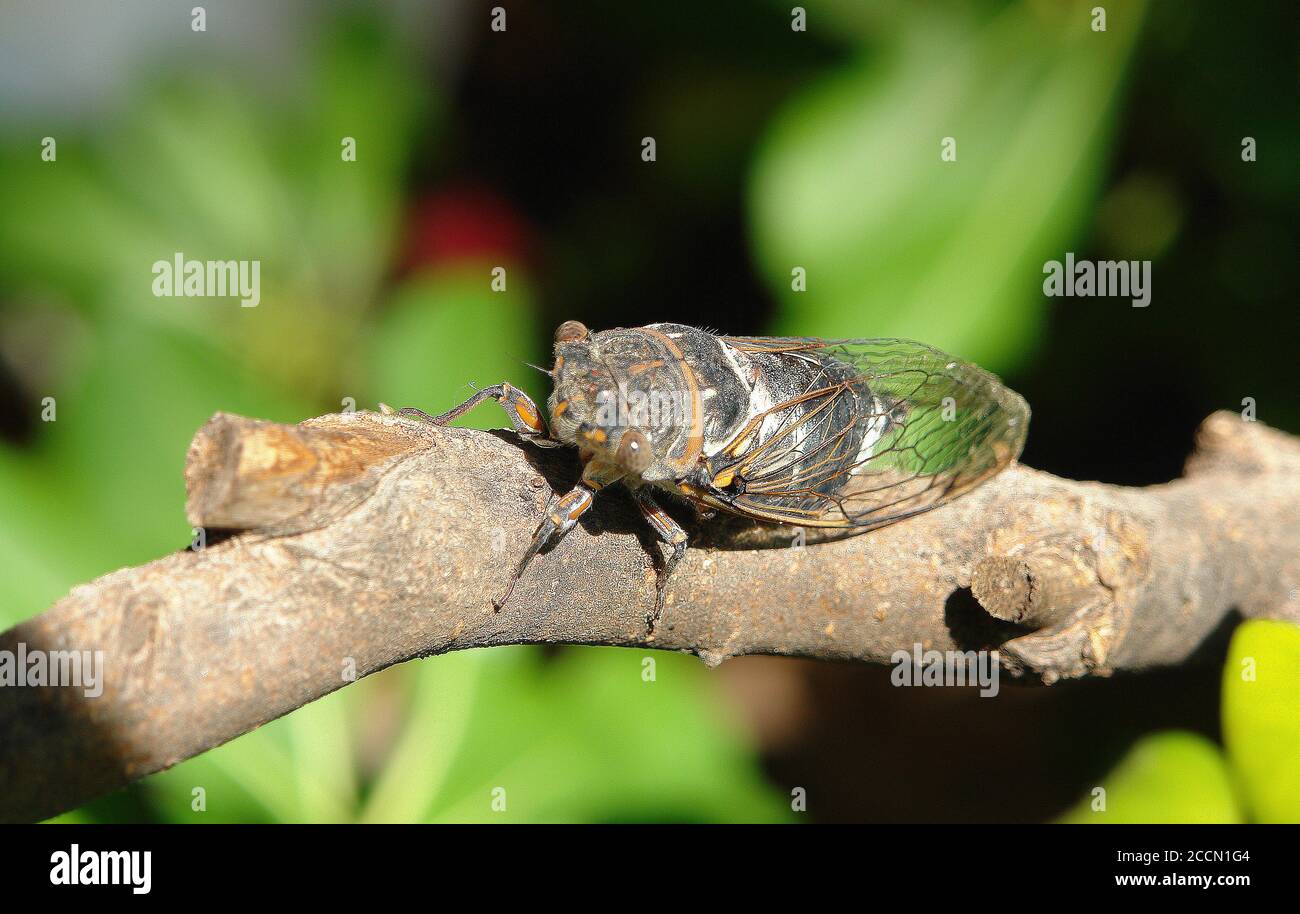 Common cicada of Provence Stock Photo - Alamy