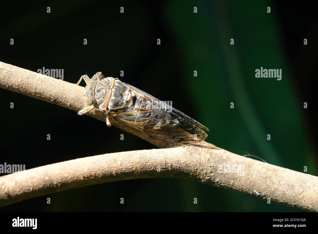 Common cicada of Provence Stock Photo - Alamy