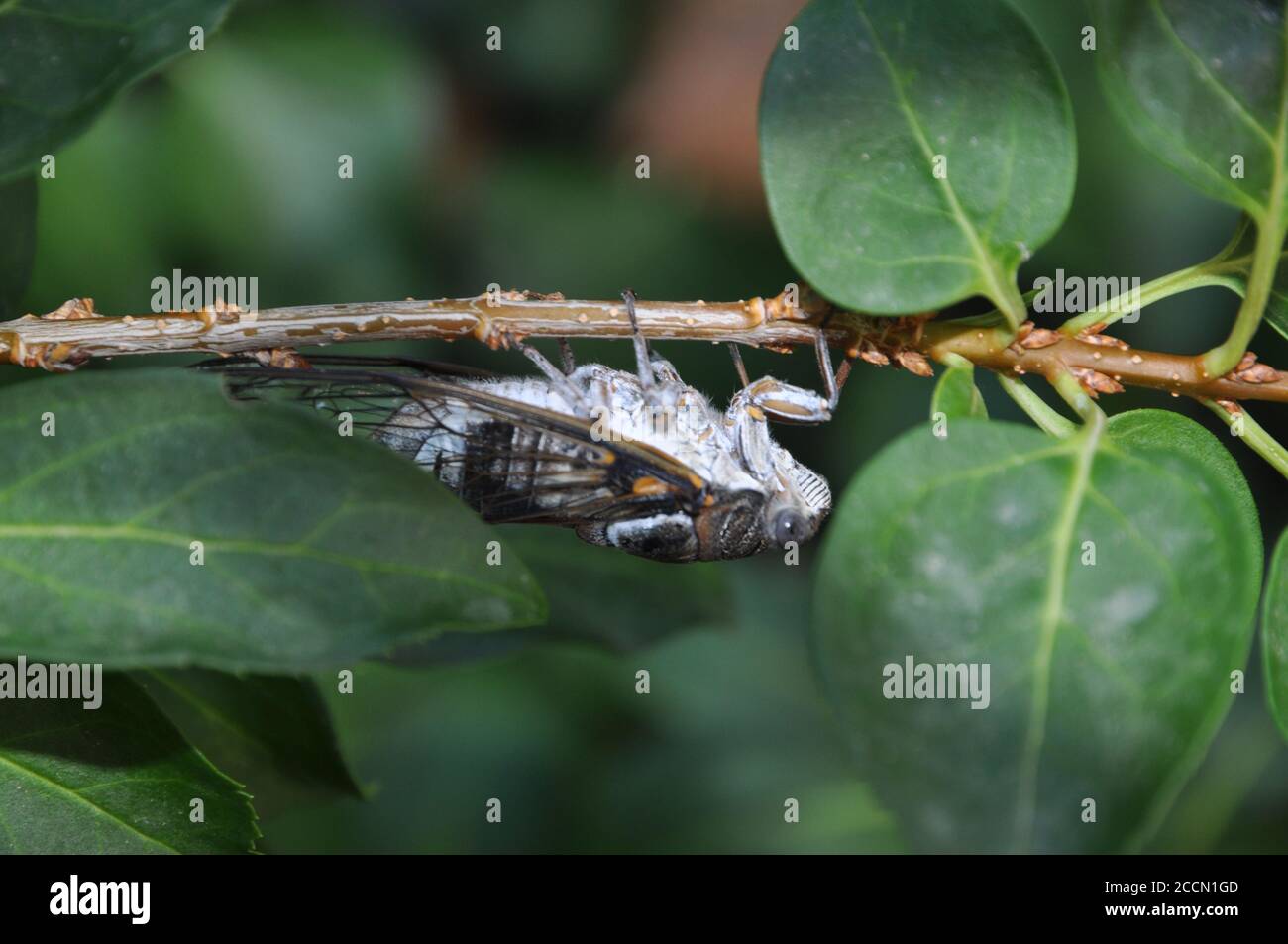 Common cicada of Provence Stock Photo - Alamy