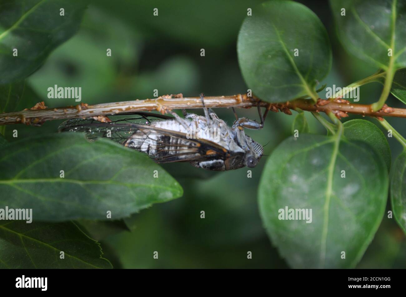 Common cicada of Provence Stock Photo - Alamy