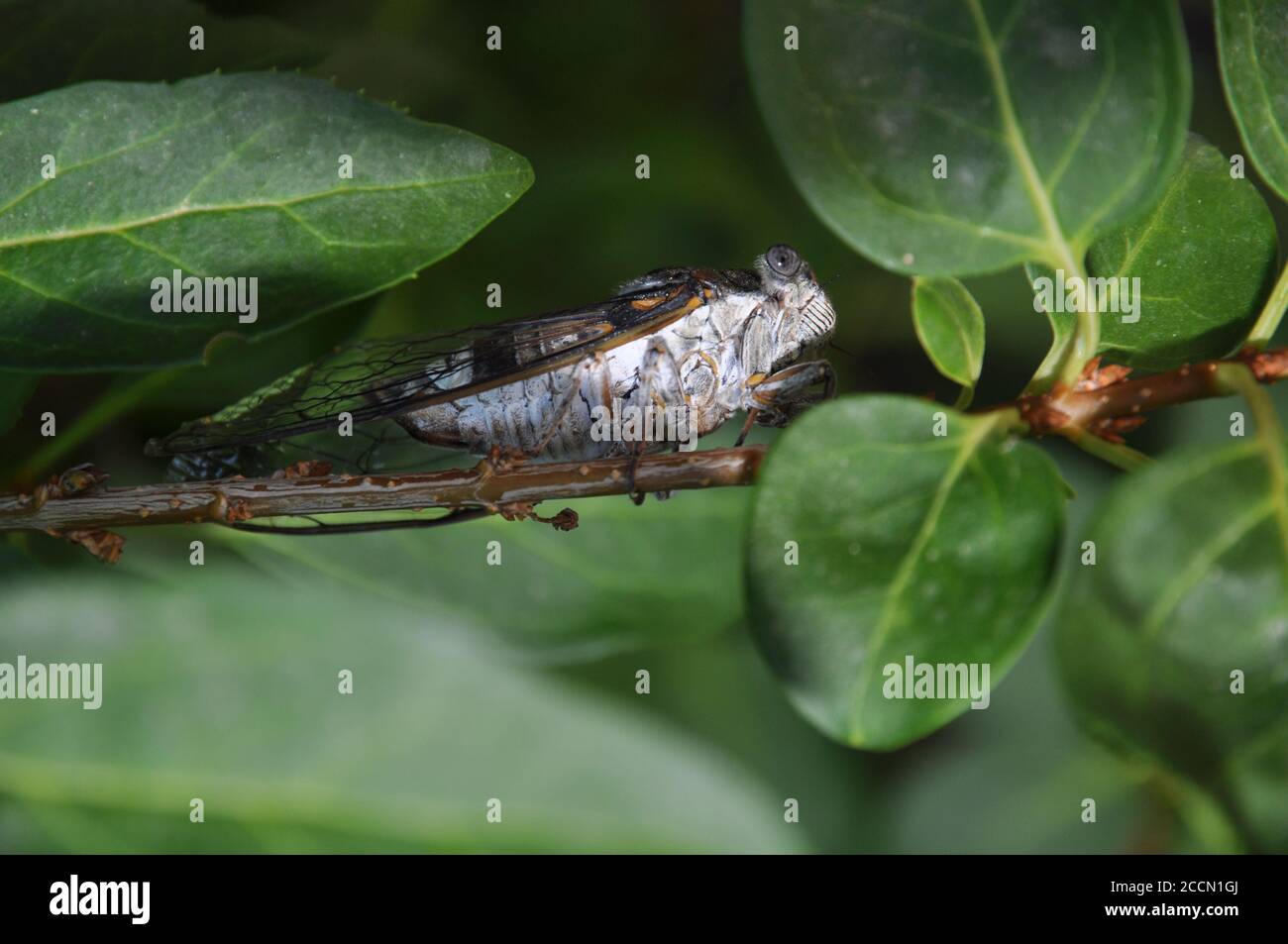 Common cicada of Provence Stock Photo - Alamy
