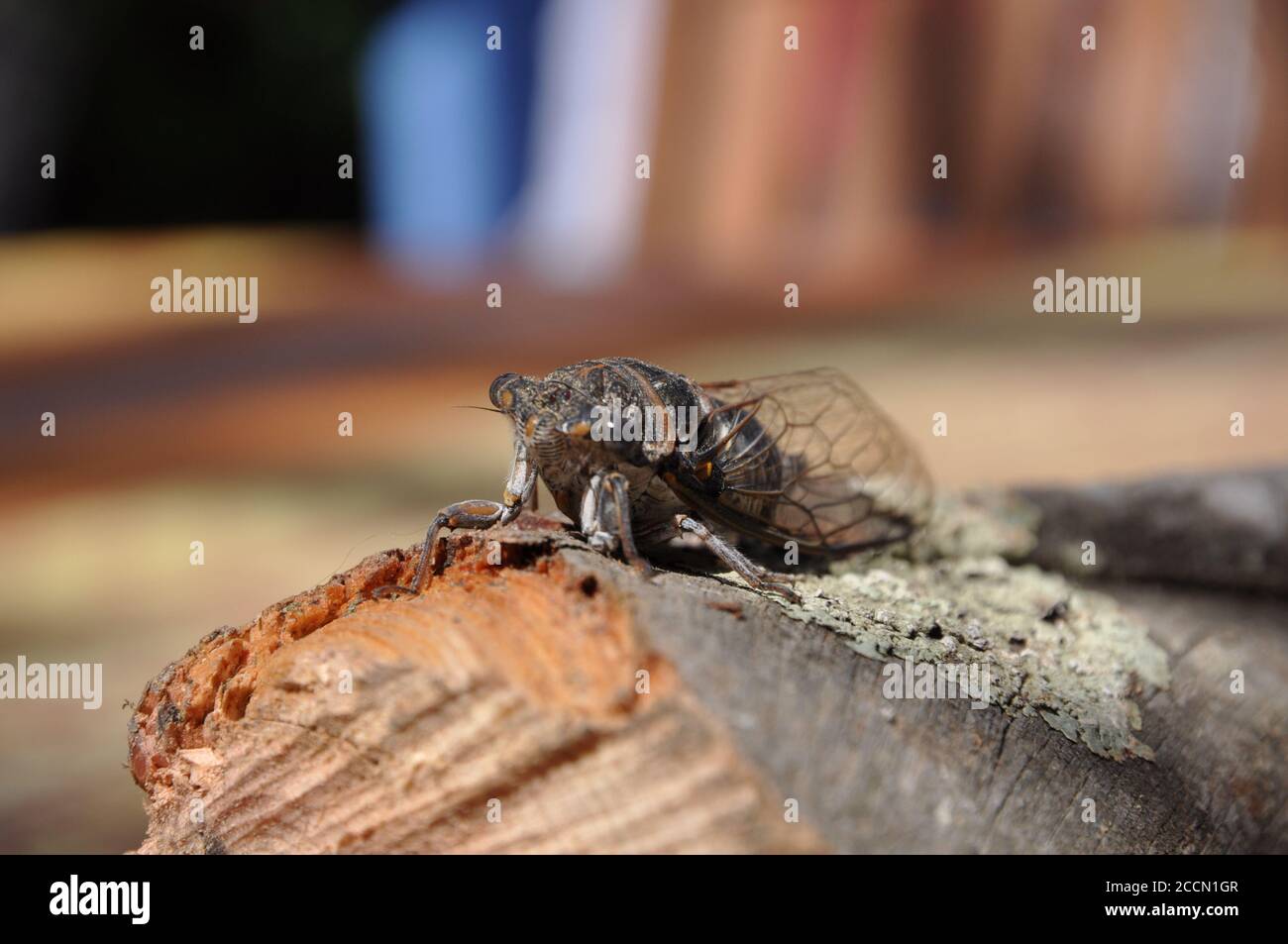 Common cicada of Provence Stock Photo - Alamy