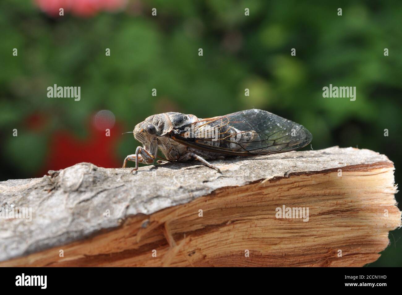 Common cicada of Provence Stock Photo - Alamy