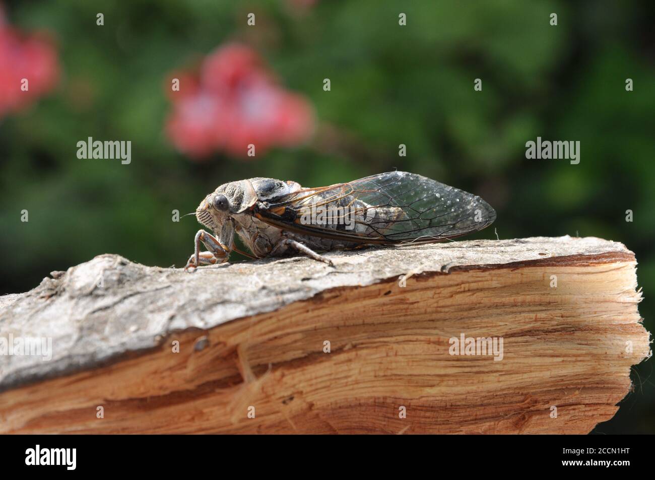 Common cicada of Provence Stock Photo - Alamy