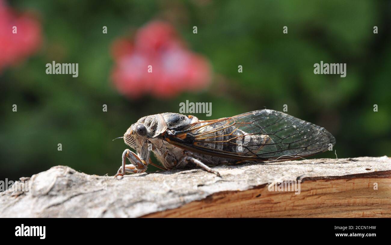 Common cicada of Provence Stock Photo - Alamy