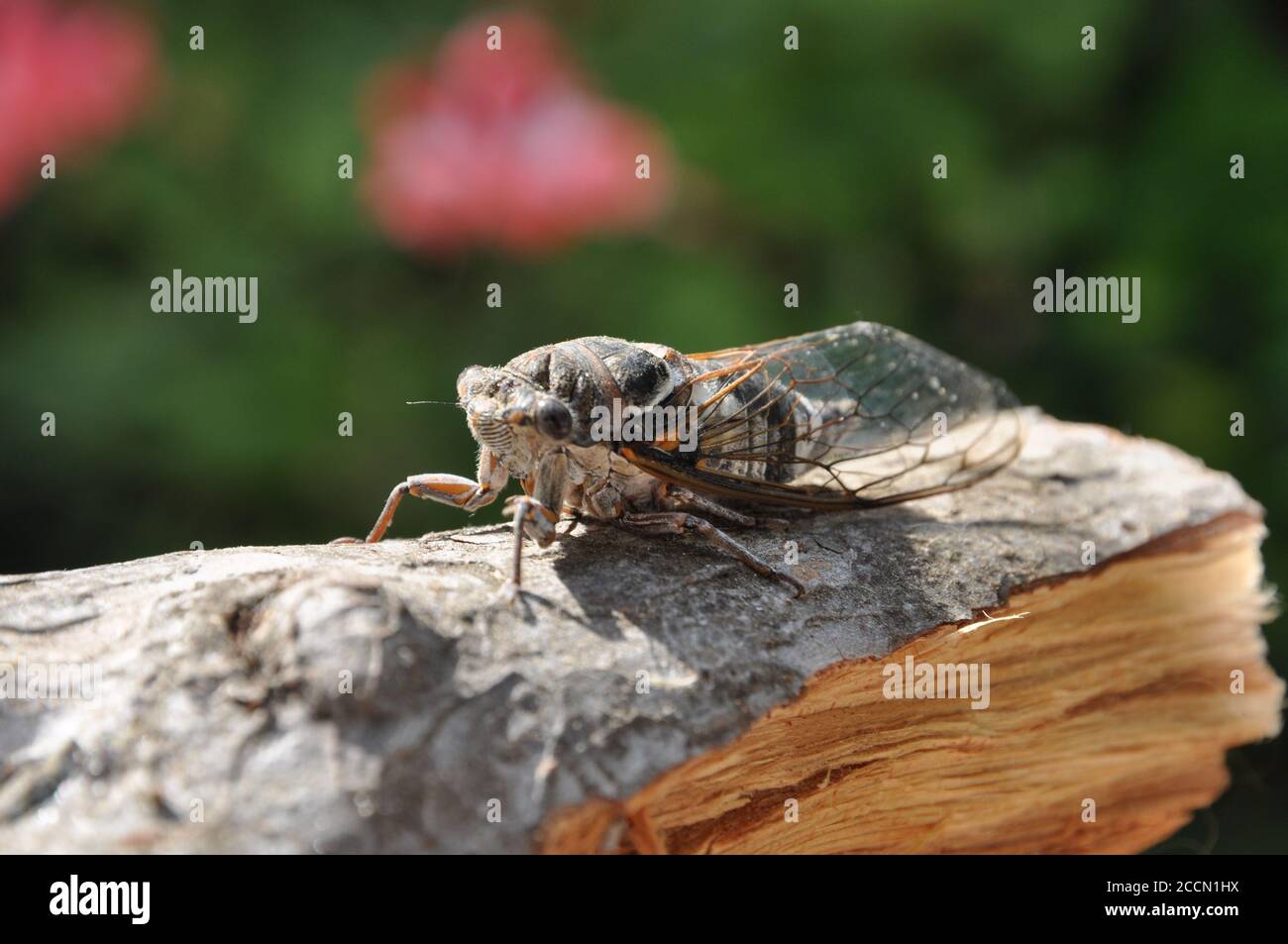 Common cicada of Provence Stock Photo - Alamy
