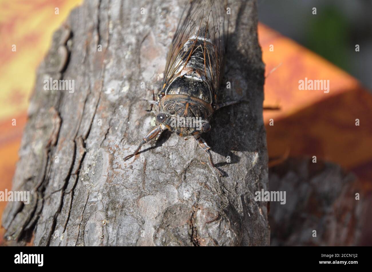 Common cicada of Provence Stock Photo - Alamy