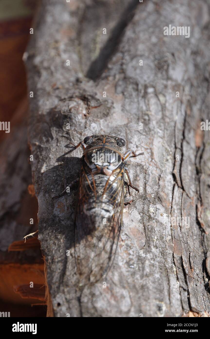 Common cicada of Provence Stock Photo - Alamy