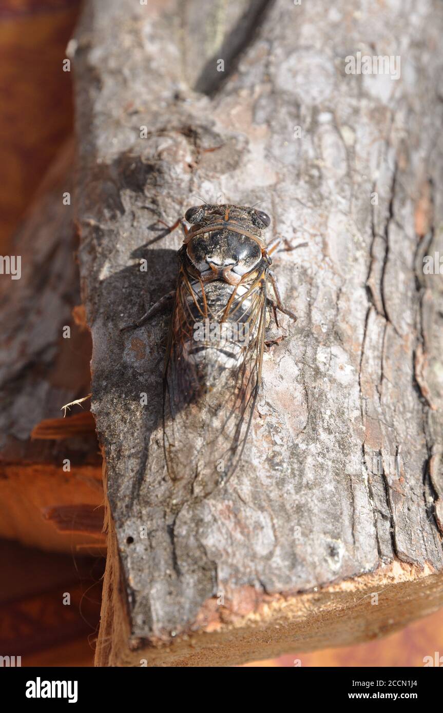 Common cicada of Provence Stock Photo - Alamy