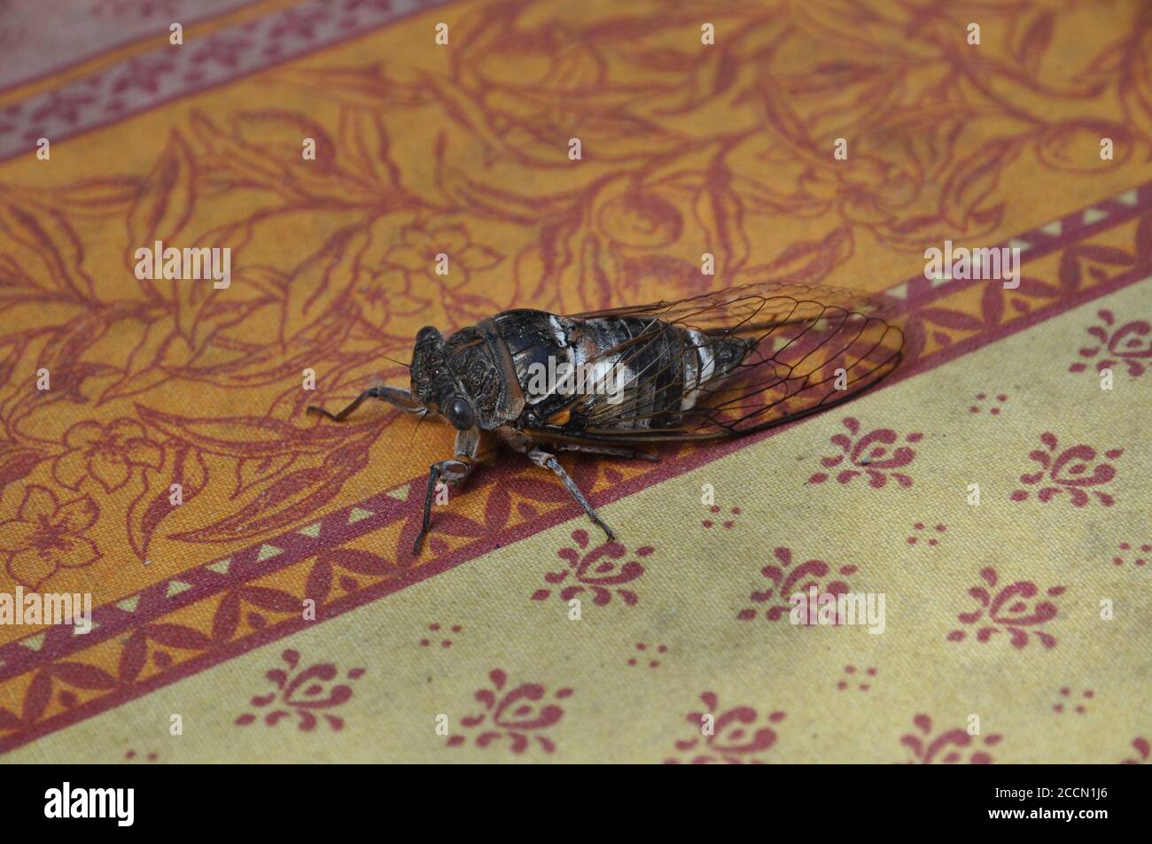 Common cicada of Provence Stock Photo - Alamy