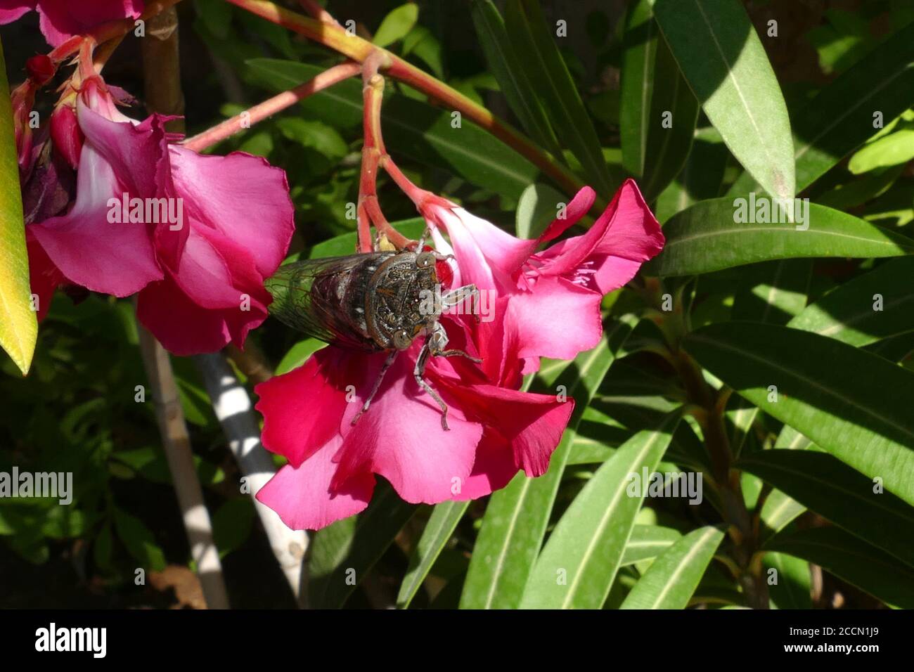 Common cicada of Provence Stock Photo - Alamy